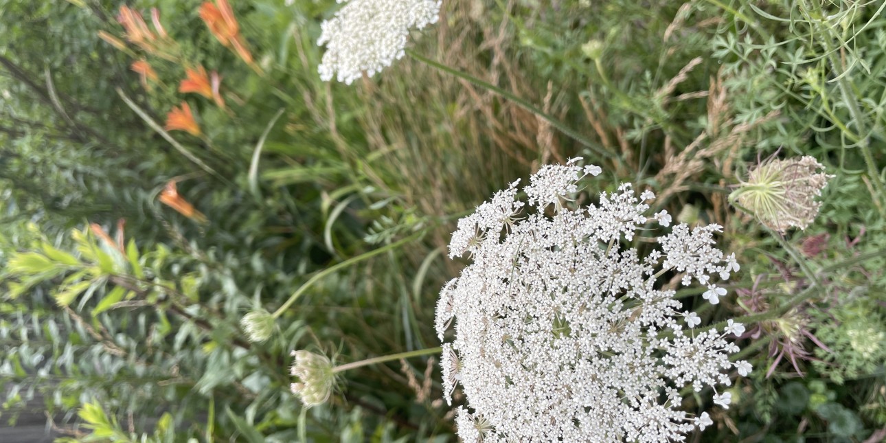 Promising Program Outcomes for Taking Action for Whole Health and Wellbeing | Copeland Center